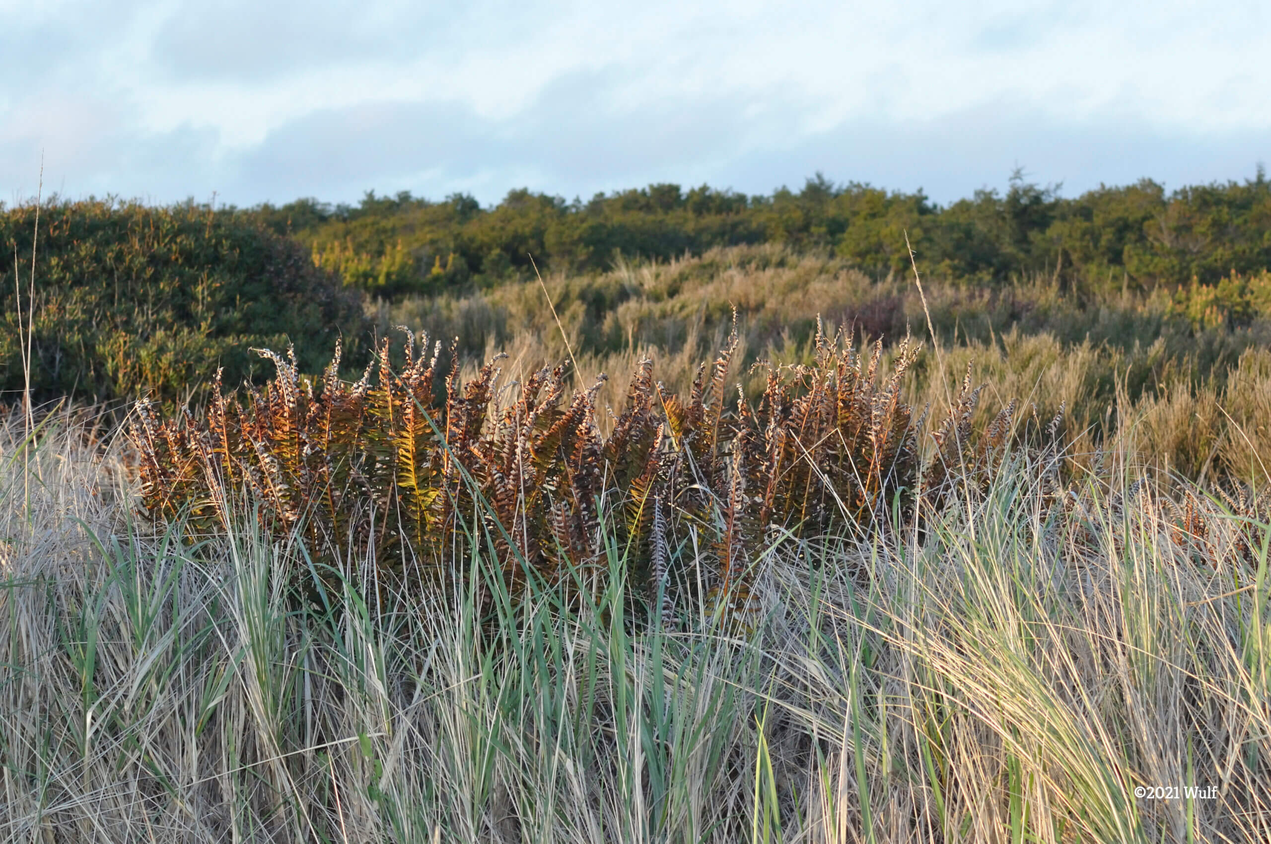 Crown of Swords in Beach Grass – Wide - kenwulf.com