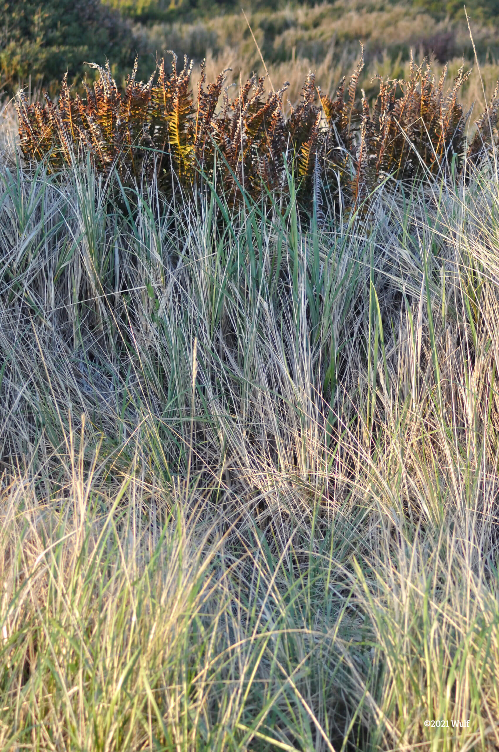 Crown of Swords in Beach Grass - kenwulf.com