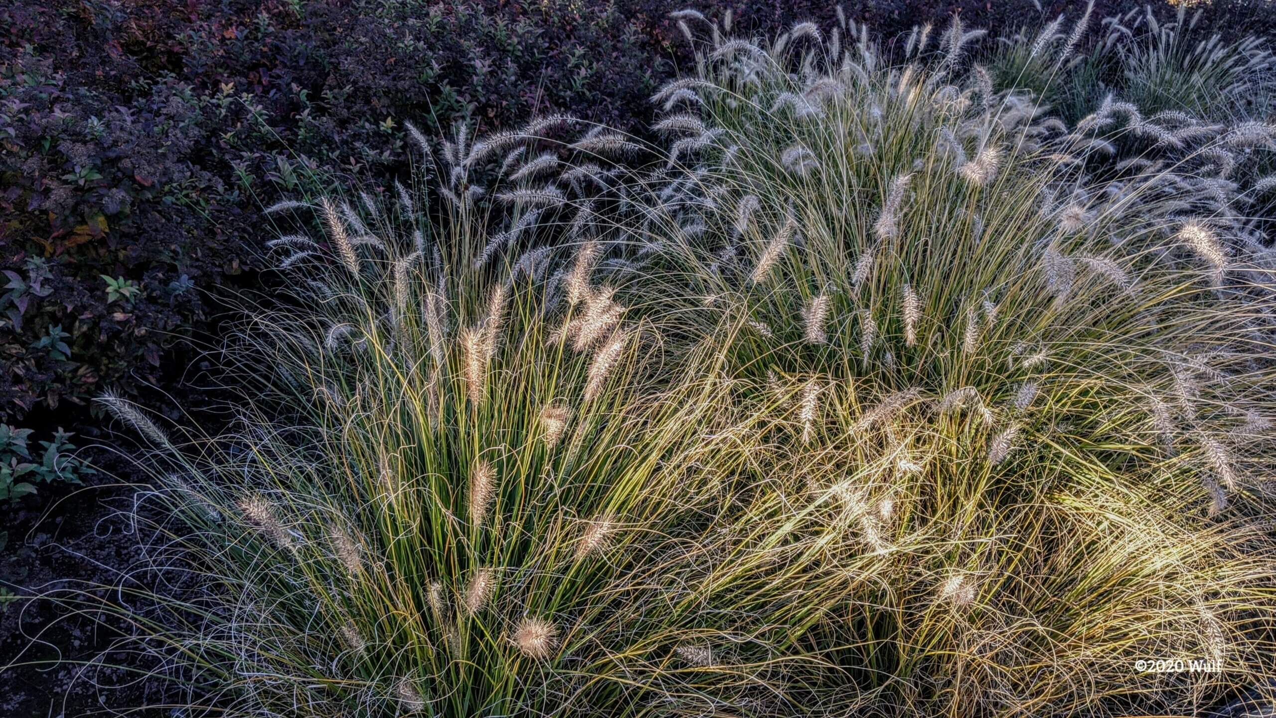 #2 Spread Detail, Series 2, Frame 9 - kenwulf.com